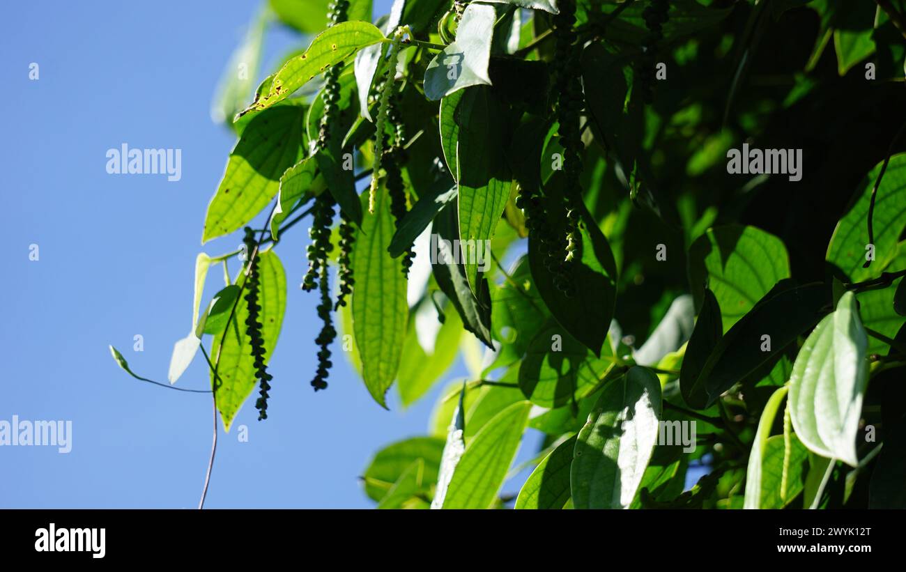 Black pepper (Piper nigrum, peppercorn, merica, lada, sahang) on the ...