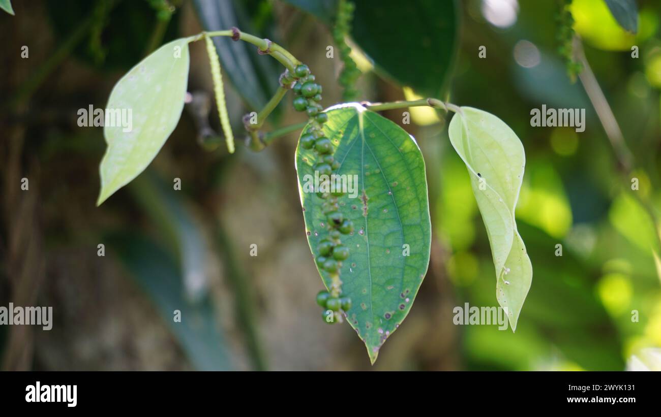 Black pepper (Piper nigrum, peppercorn, merica, lada, sahang) on the ...