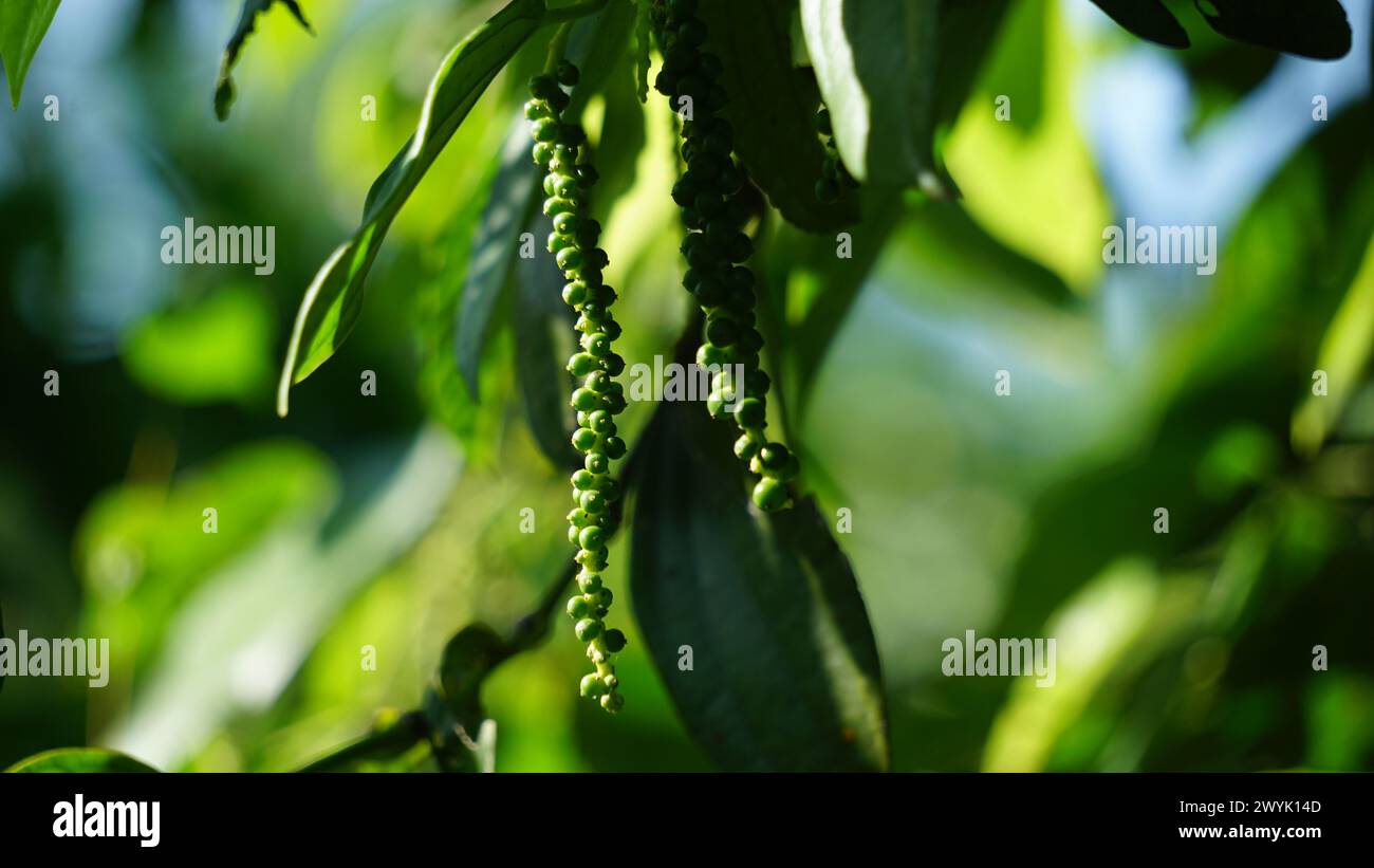 Black pepper (Piper nigrum, peppercorn, merica, lada, sahang) on the ...