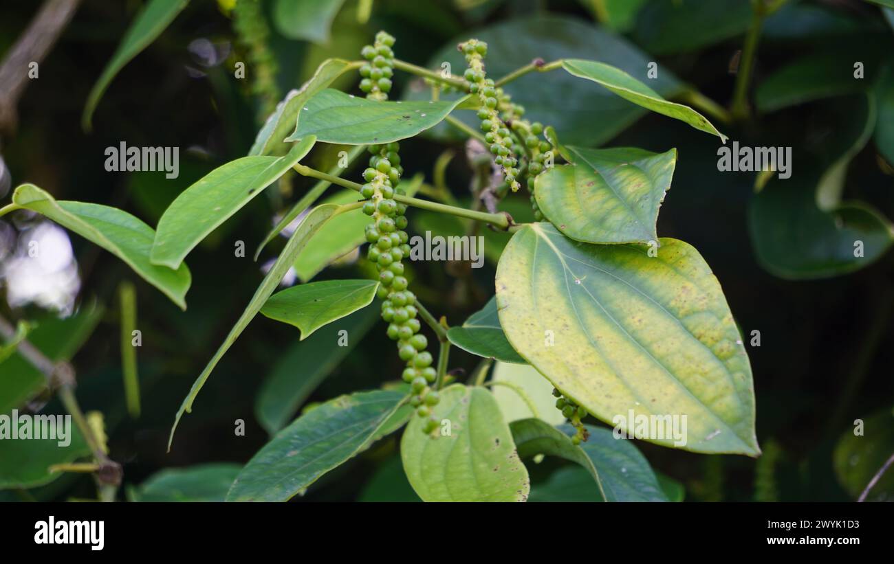 Black pepper (Piper nigrum, peppercorn, merica, lada, sahang) on the ...