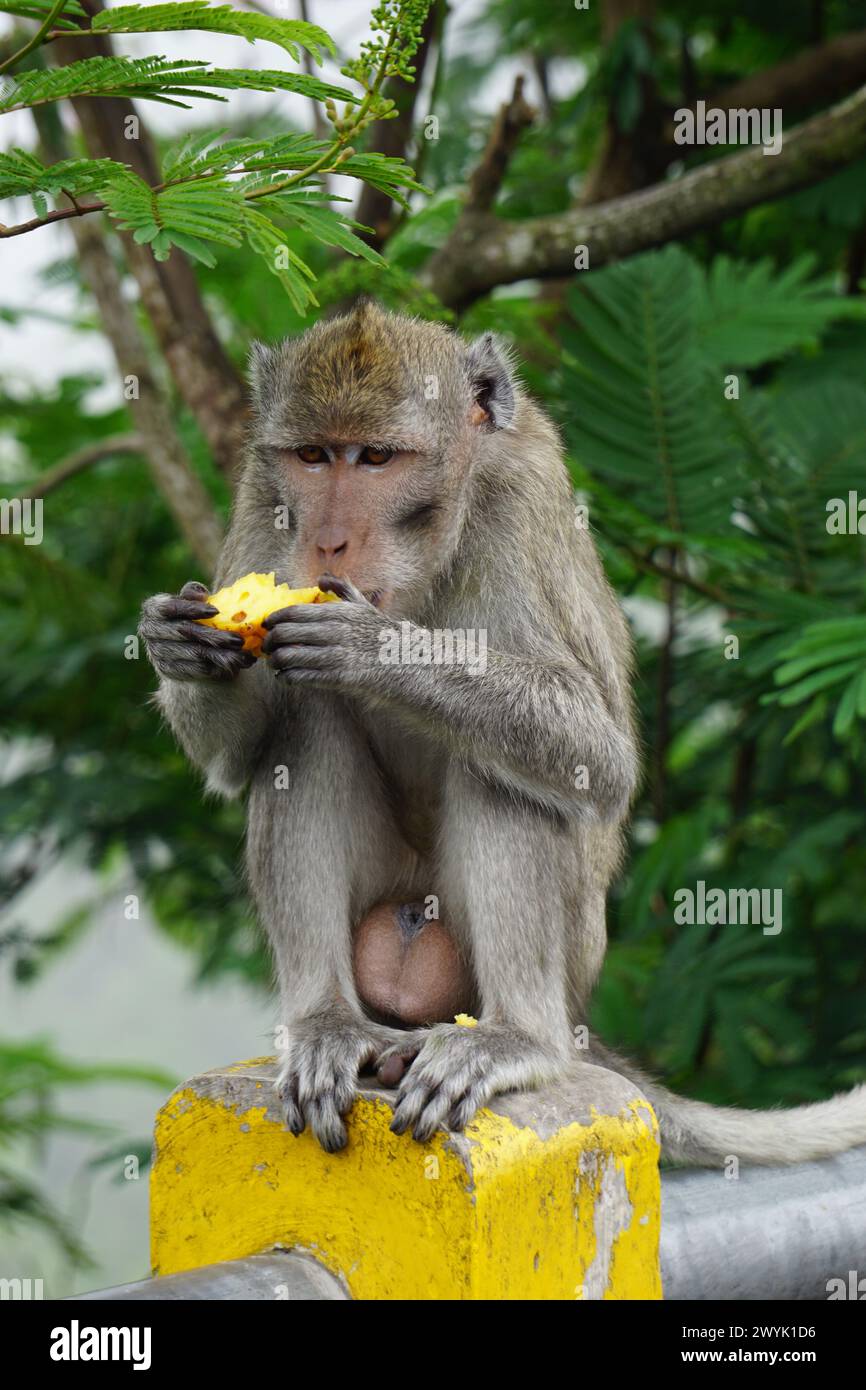 Pemakan hi-res stock photography and images - Alamy