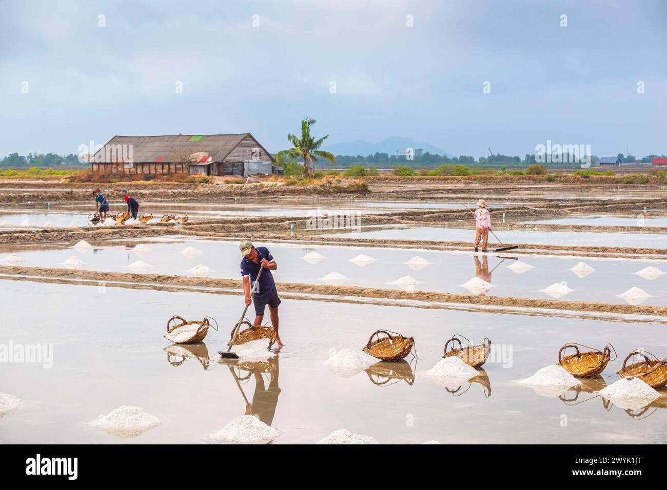 Cambodia, Kampot province, Kampot, salt marshes, salt harvest Stock ...