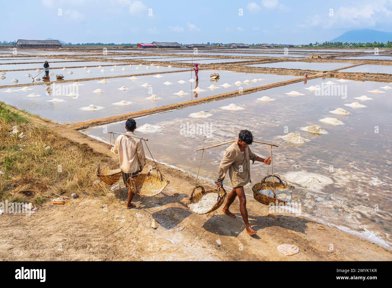Cambodia, Kampot province, Kampot, salt marshes, salt harvest Stock ...