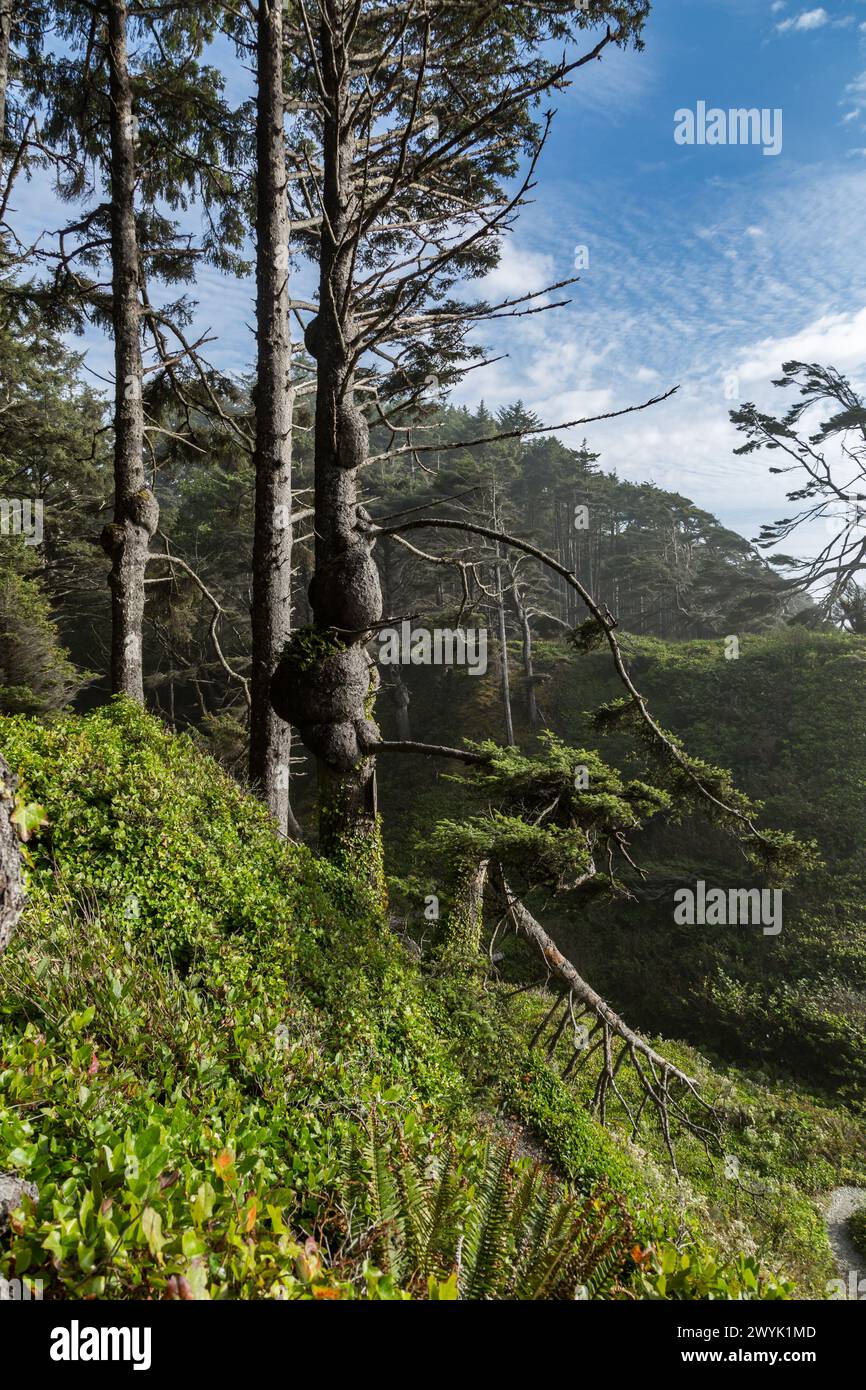 Bulging burls on the tree trunks in the rainforest of the Olympic ...
