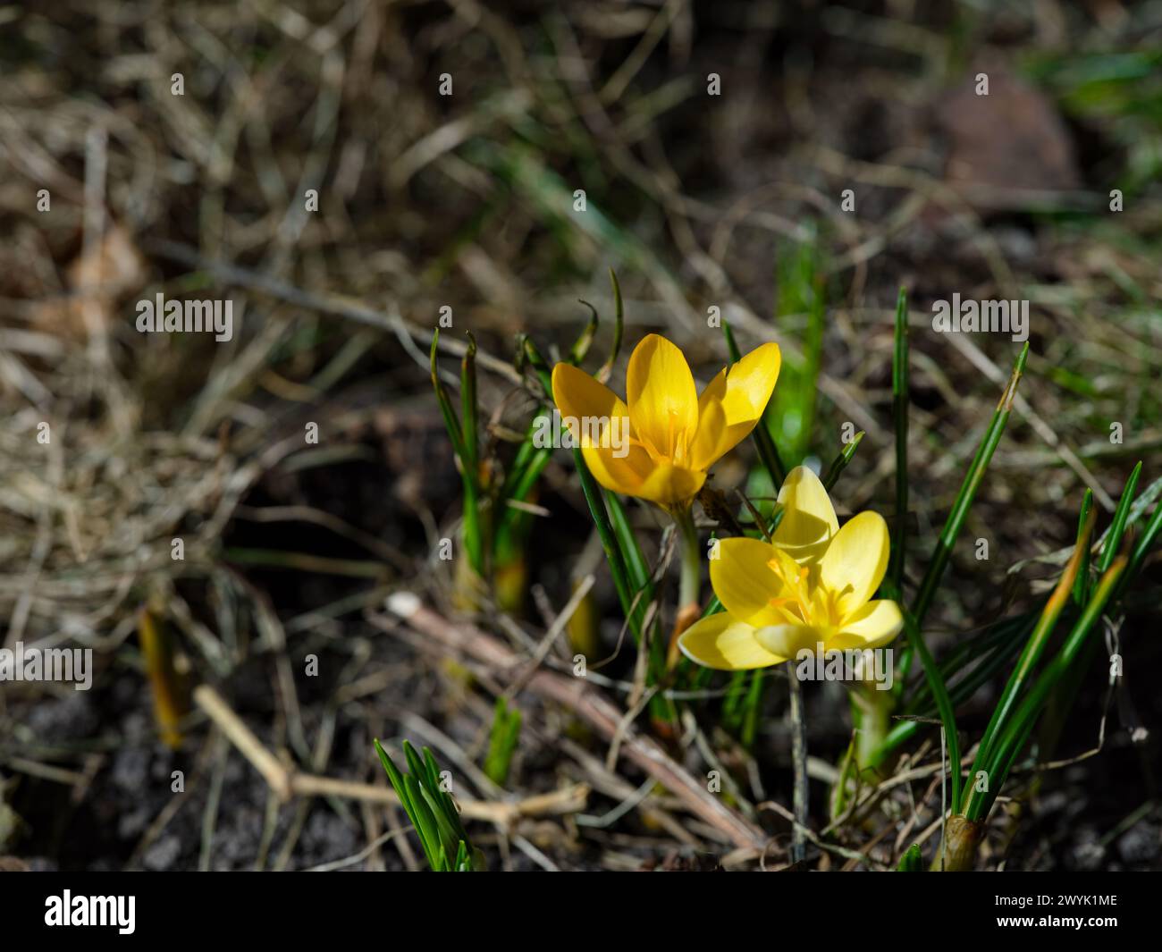 Yellow crocuses flowering in the spring garden Stock Photo - Alamy