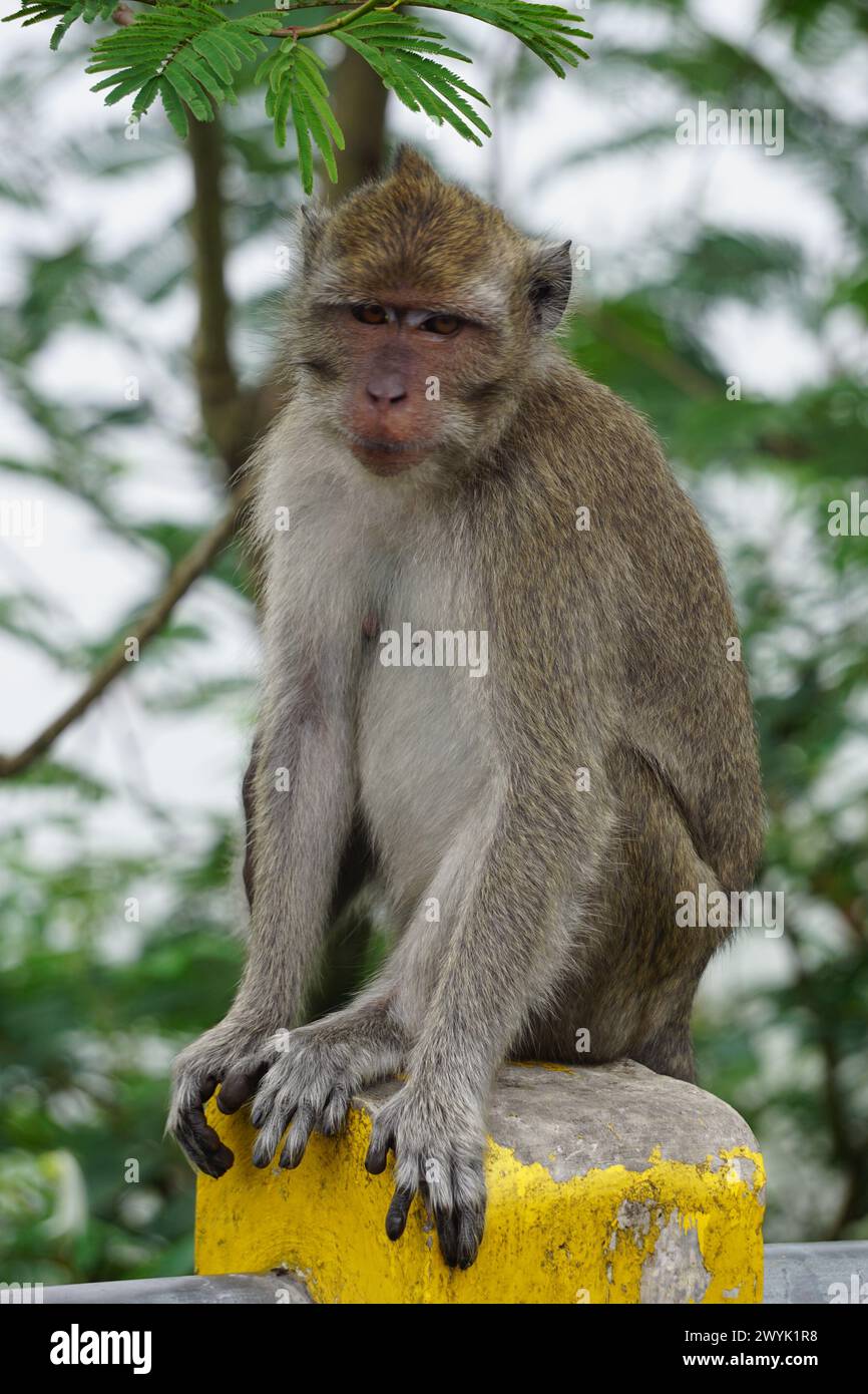 Macaca fascicularis (Monyet kra, kera ekor panjang, monyet ekor panjang ...