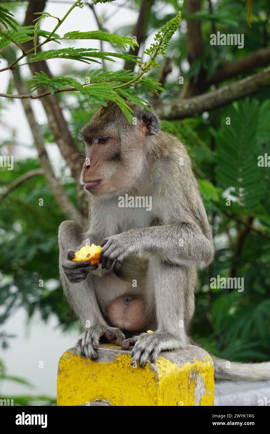Macaca fascicularis (Monyet kra, kera ekor panjang, monyet ekor panjang ...