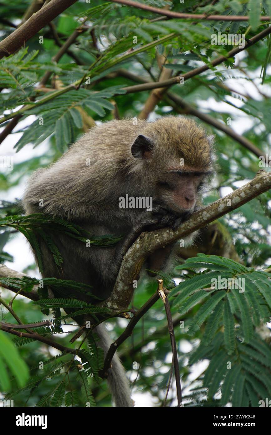 Long tailed kra monkey hi-res stock photography and images - Alamy