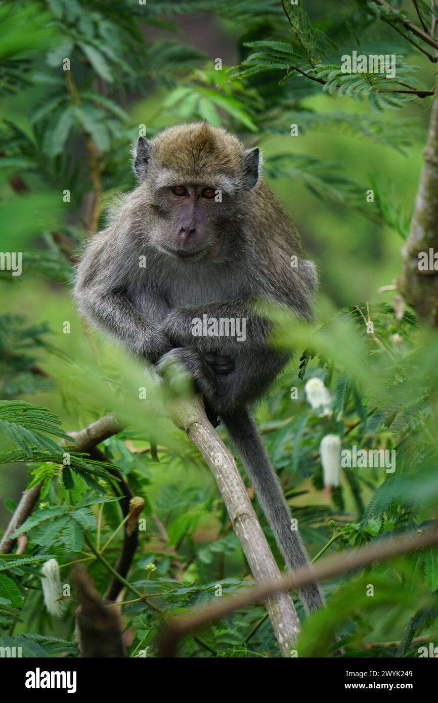 Pemakan hi-res stock photography and images - Alamy