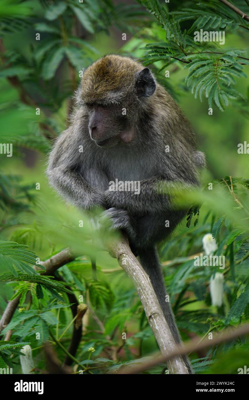 Monyet pemakan kepiting hi-res stock photography and images - Alamy