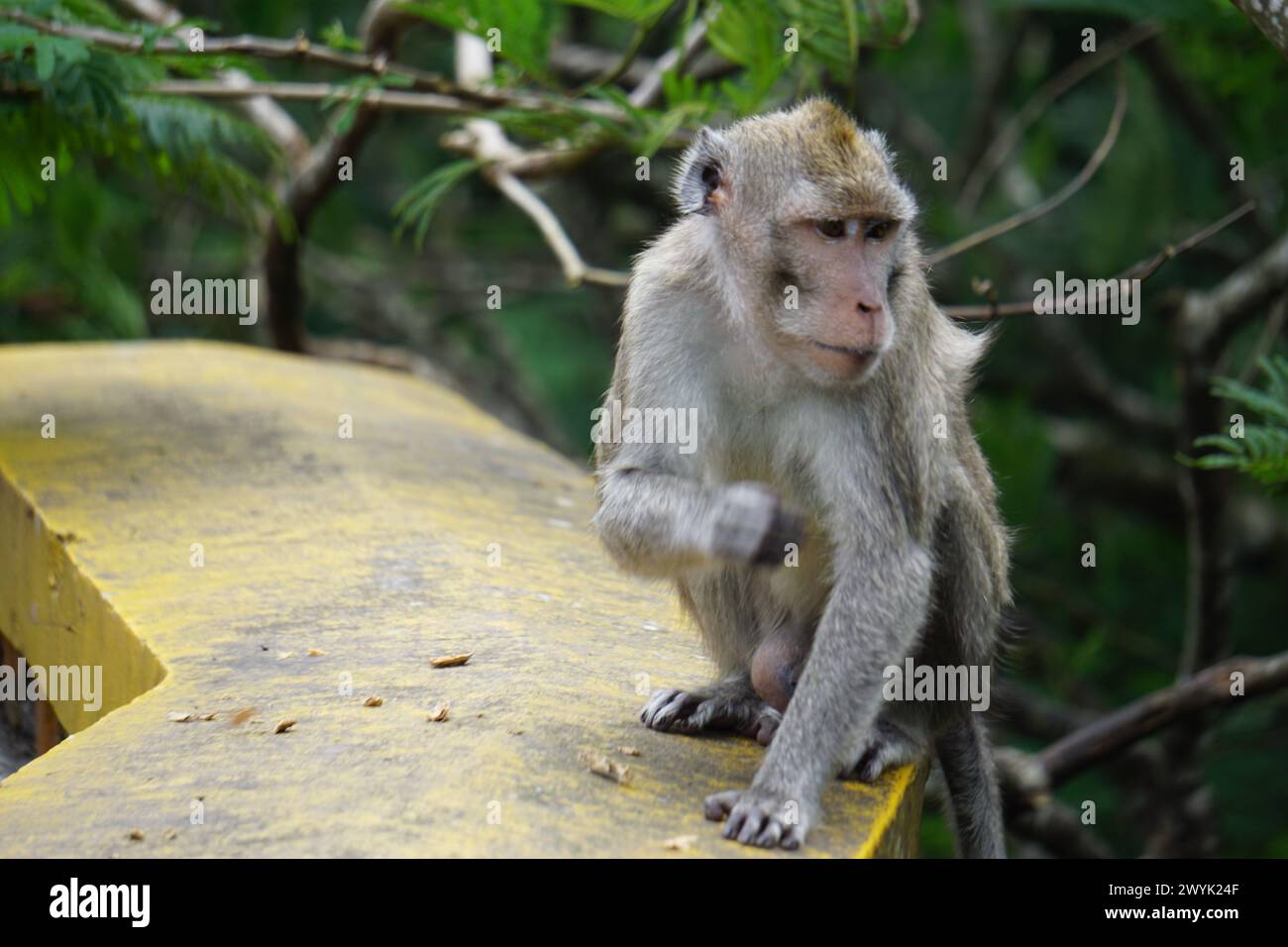 Pemakan hi-res stock photography and images - Alamy