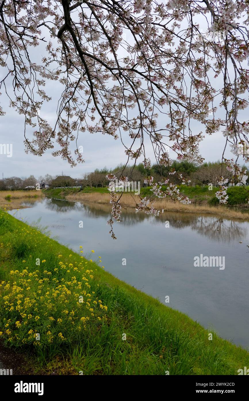 Fukuoka Sakura blossom by the river, green grass, with yellow flowers ...