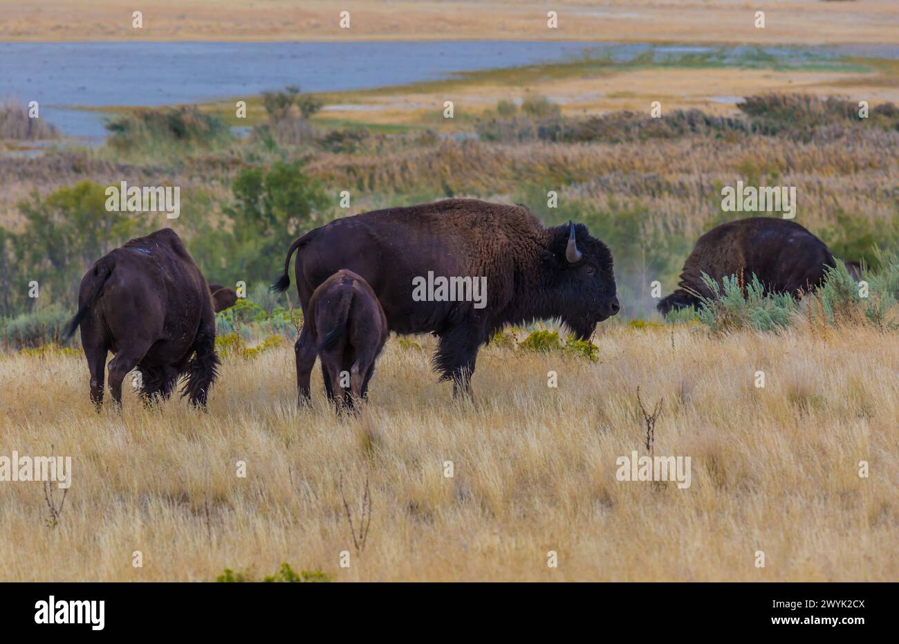 Bison roaming the prairie grasses in Antelope Island State Park near ...