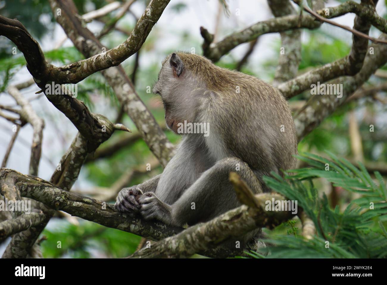 Macaca fascicularis (Monyet kra, kera ekor panjang, monyet ekor panjang ...