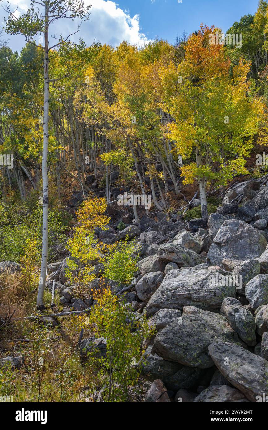Aspen trees starting to change colors in the early fall near Estes Park ...