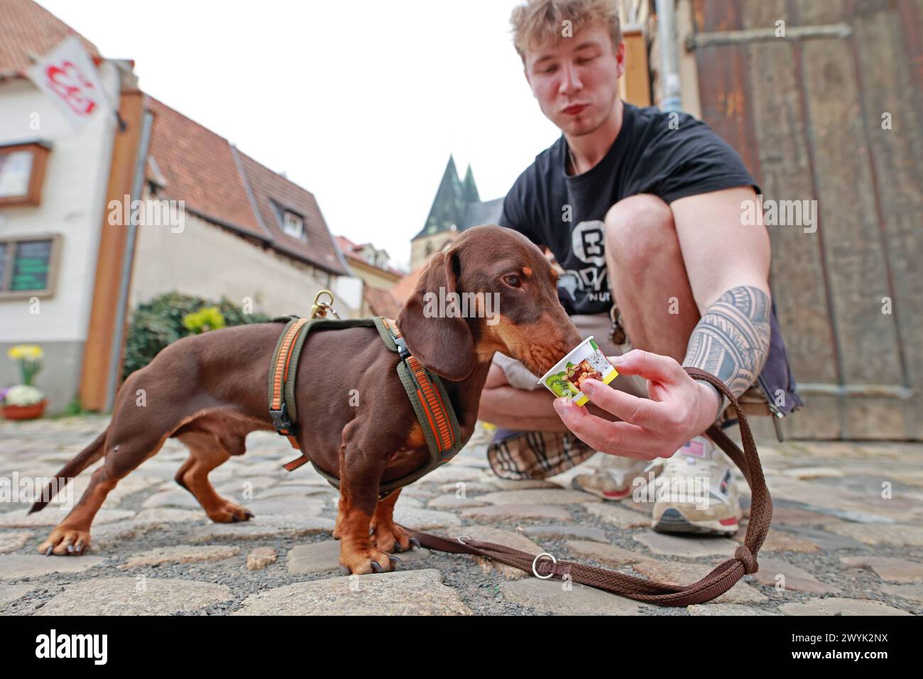 Quedlinburg, Germany. 07th Apr, 2024. Dachshund Rudi gets a portion of ...