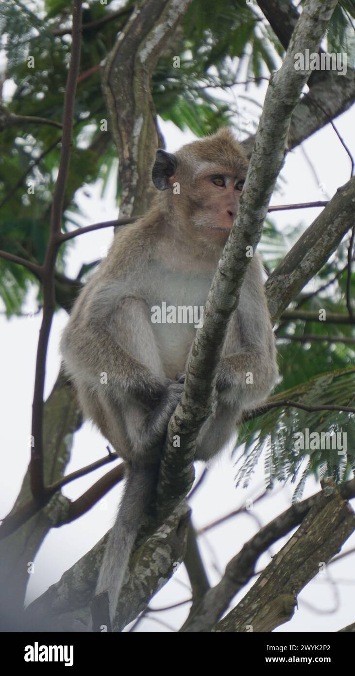 Pemakan hi-res stock photography and images - Alamy