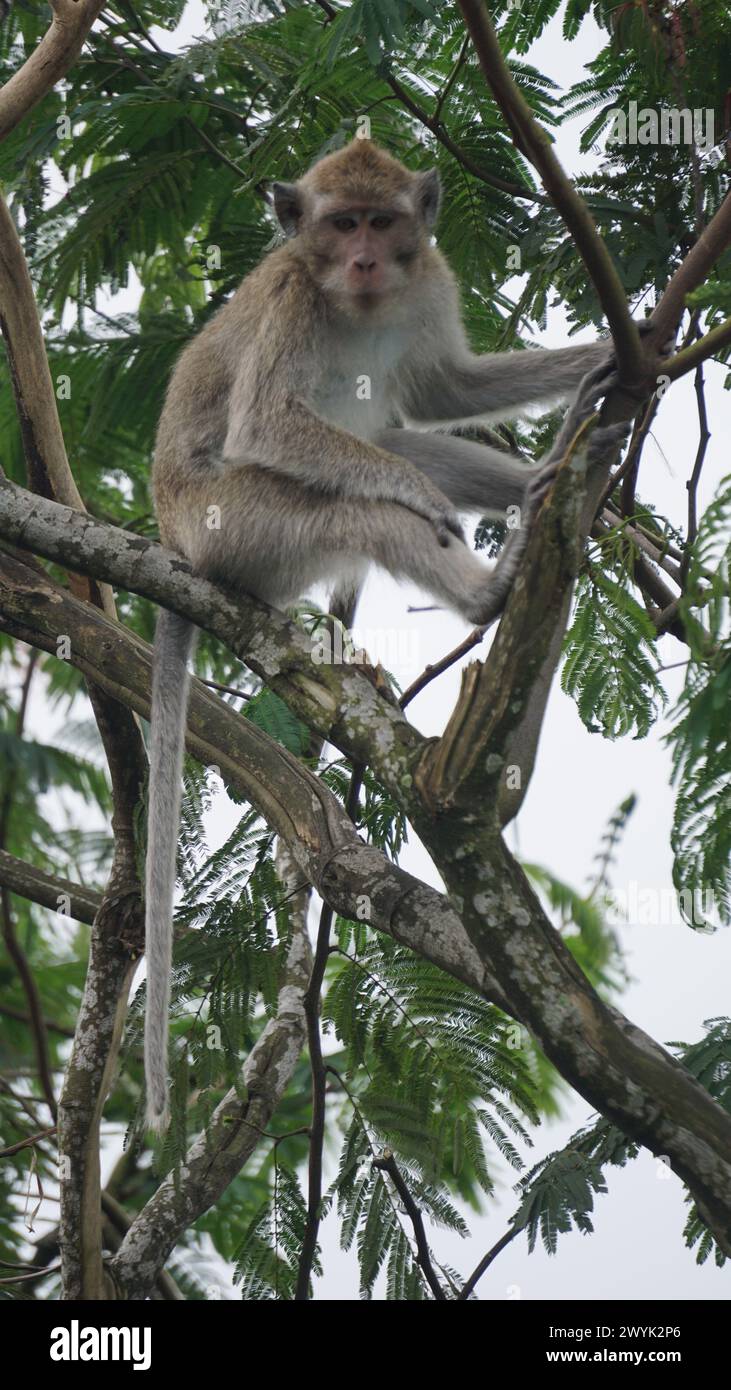Pemakan hi-res stock photography and images - Alamy