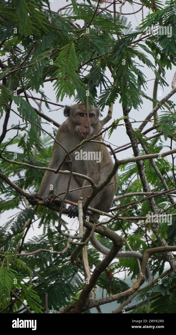 Pemakan hi-res stock photography and images - Alamy