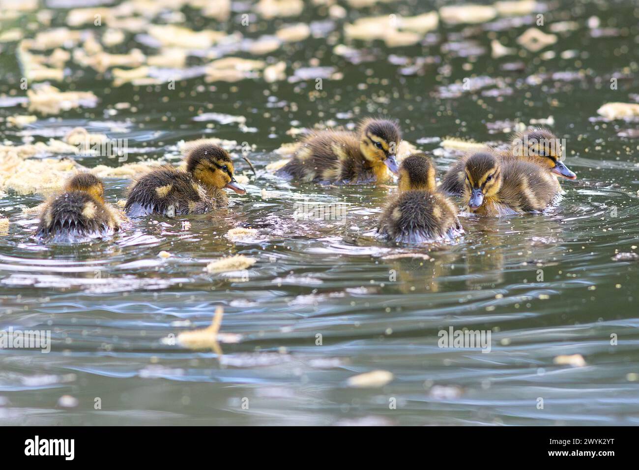 cute mallard ducklings swimming together on pond (Anas platyrhynchos ...