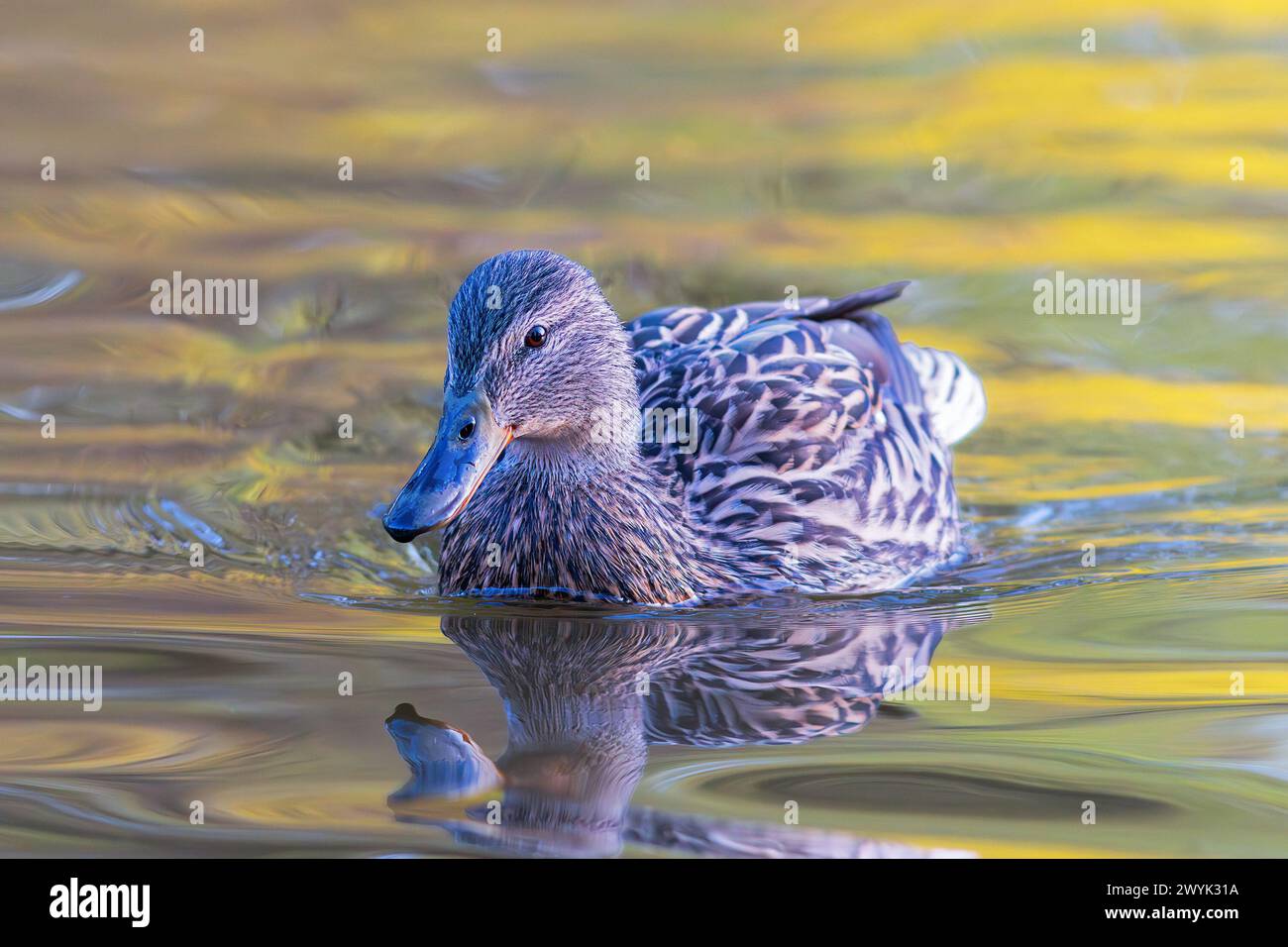 female mallard on swimming colorful pond surface (Anas platyrhynchos ...