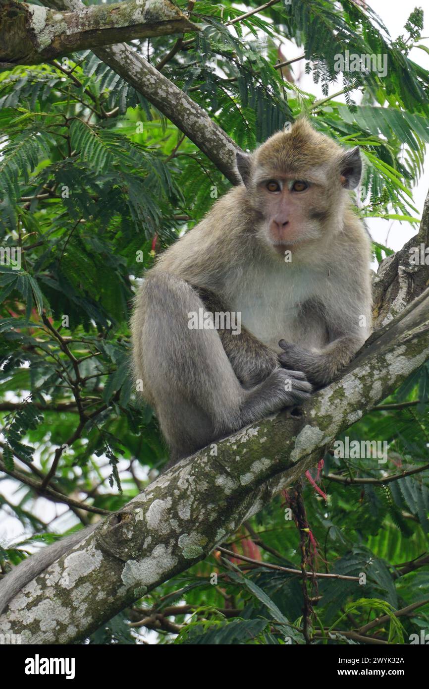 Macaca fascicularis (Monyet kra, kera ekor panjang, monyet ekor panjang ...
