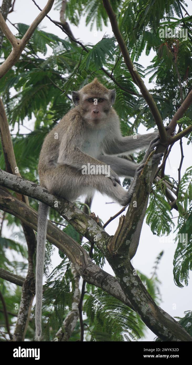 Macaca fascicularis (Monyet kra, kera ekor panjang, monyet ekor panjang ...