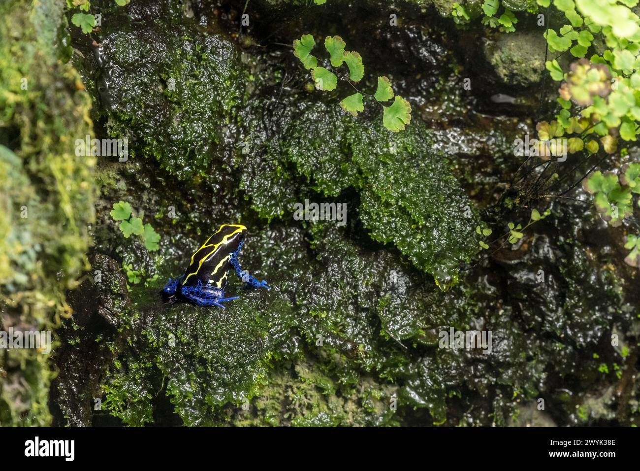 Spain, Catalonia, Barcelona, Port Vell, the aquarium, poison dart frogs ...