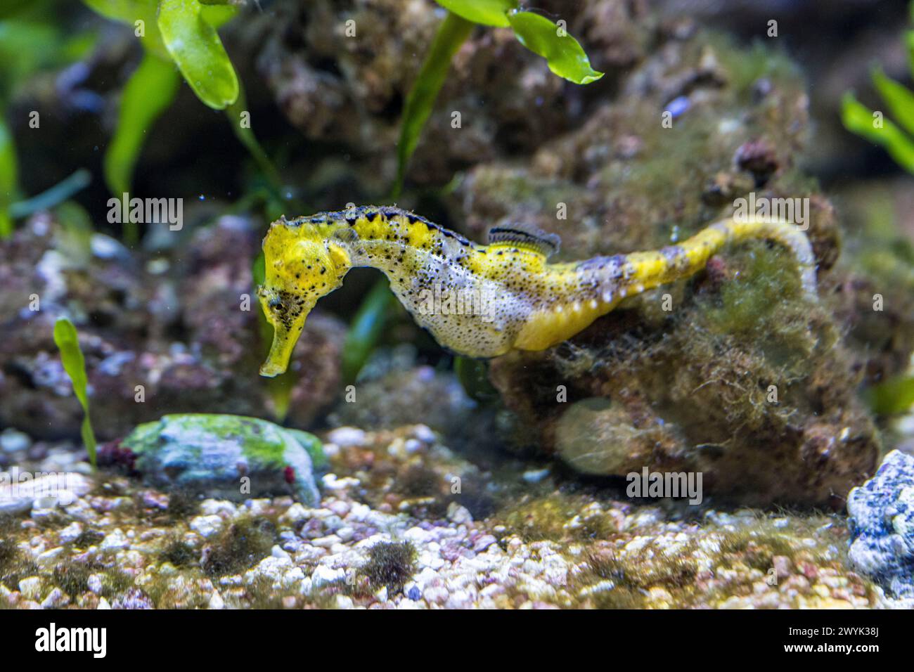 Spain, Catalonia, Barcelona, Port Vell, the aquarium, longsnout ...