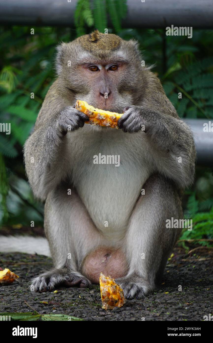 Long tailed kra monkey hi-res stock photography and images - Alamy
