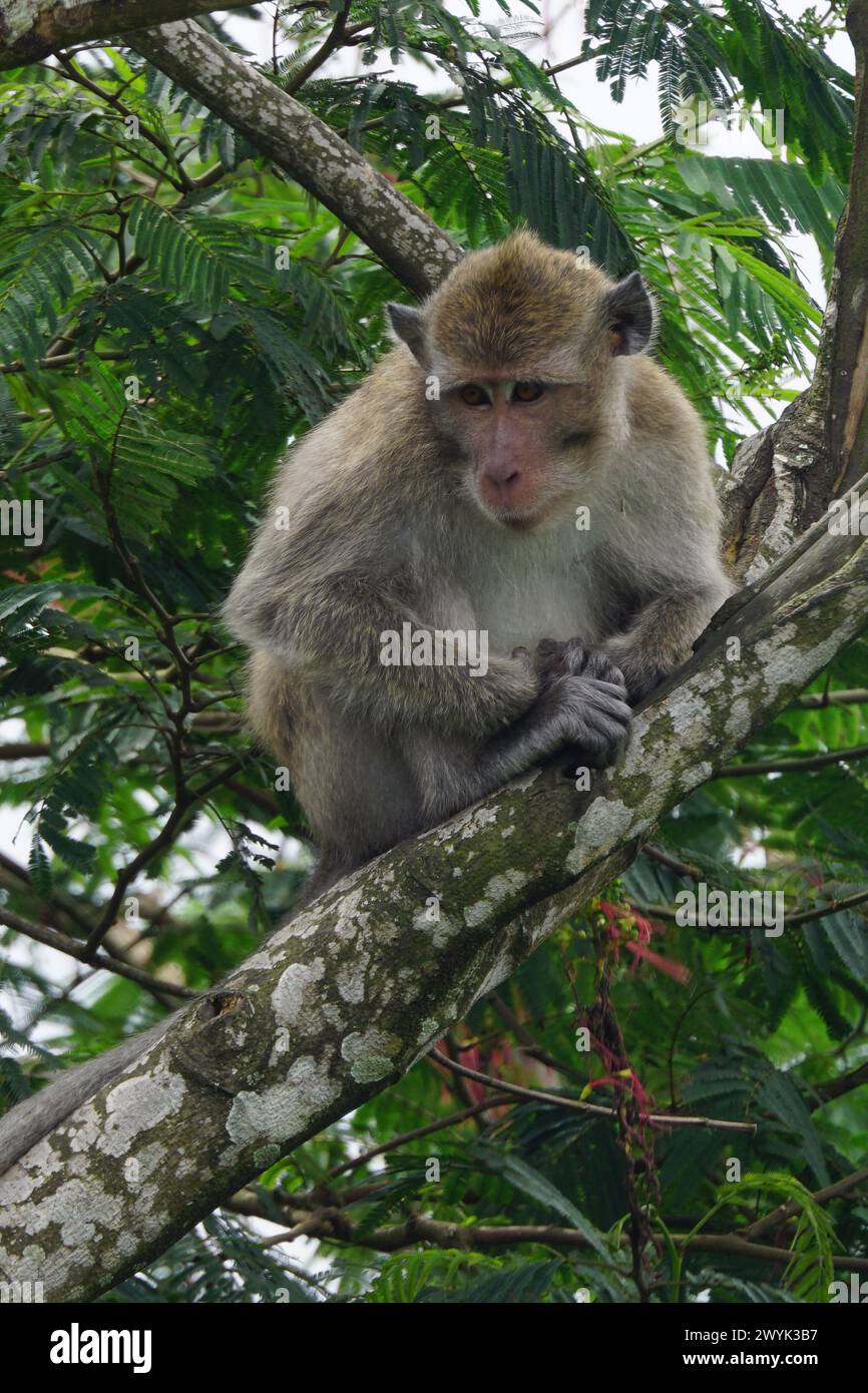 Macaca fascicularis (Monyet kra, kera ekor panjang, monyet ekor panjang ...