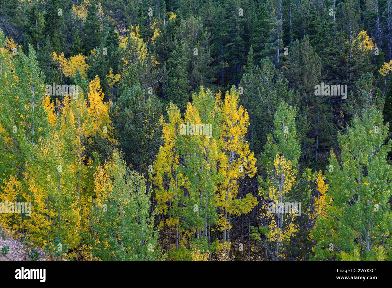 Aspen trees starting to change colors in the early fall near Estes Park ...