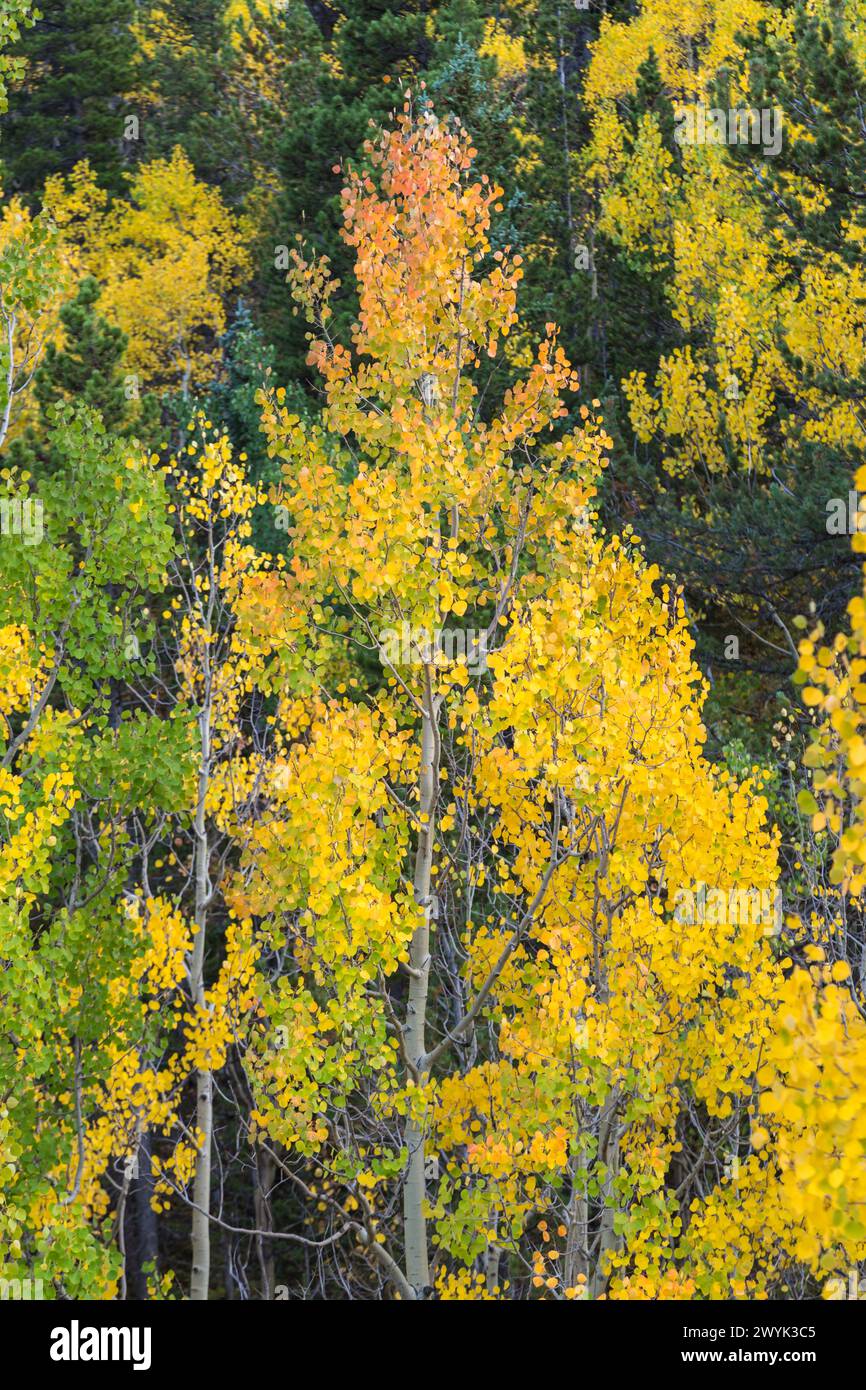 Aspen trees starting to change colors in the early fall near Estes Park ...
