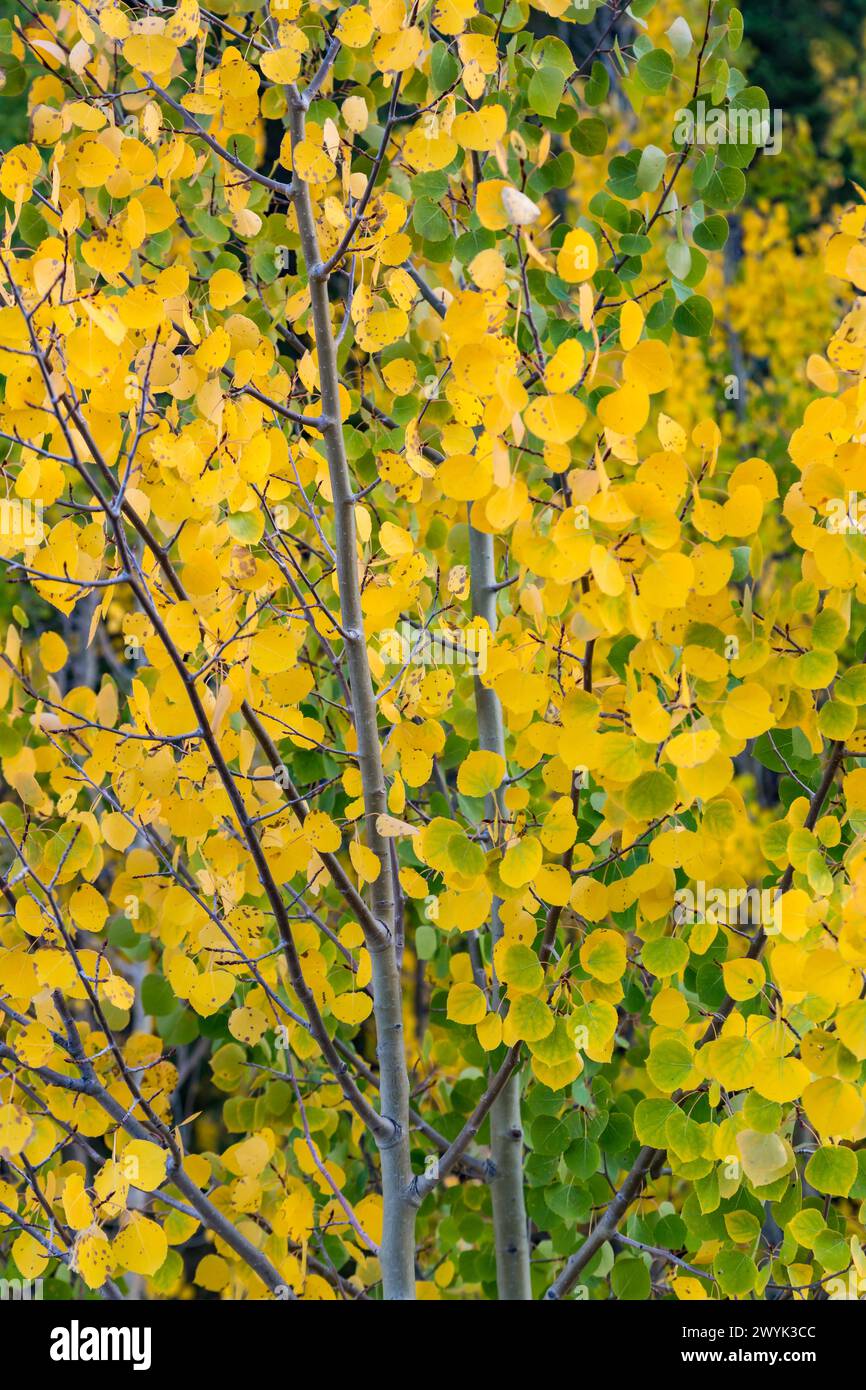 Aspen trees starting to change colors in the early fall near Estes Park ...