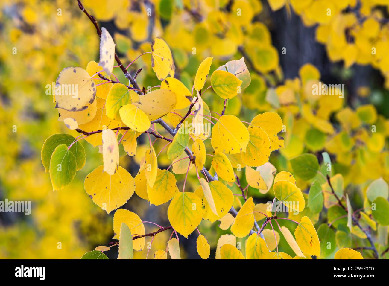 Aspen trees starting to change colors in the early fall near Estes Park ...