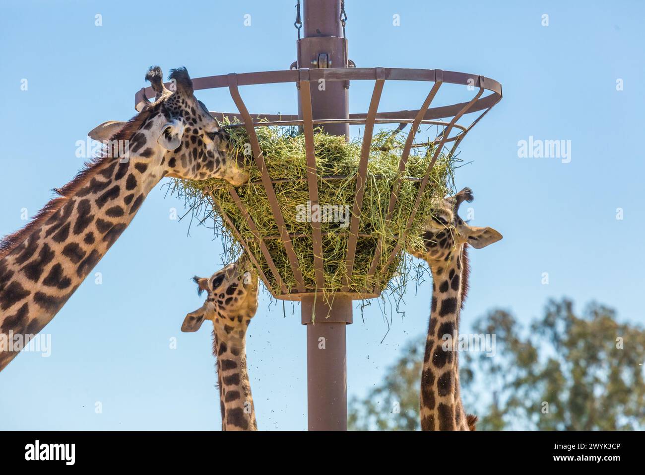 Giraffes eating hay from an elevated feeder at the Phoenix Zoo in ...