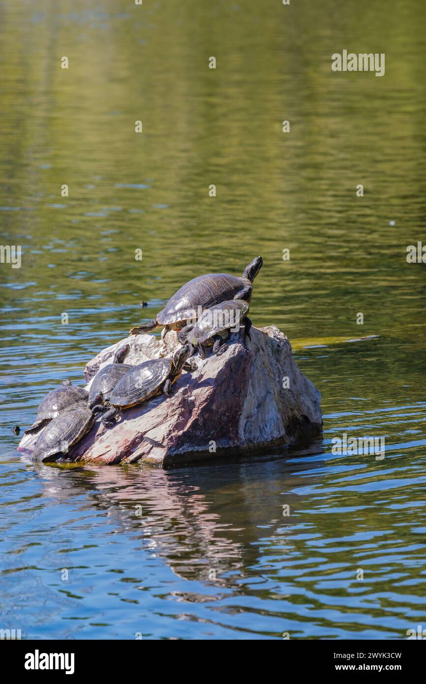 Turtles basking in the sun on a rock at the Phoenix Zoo in Phoenix ...