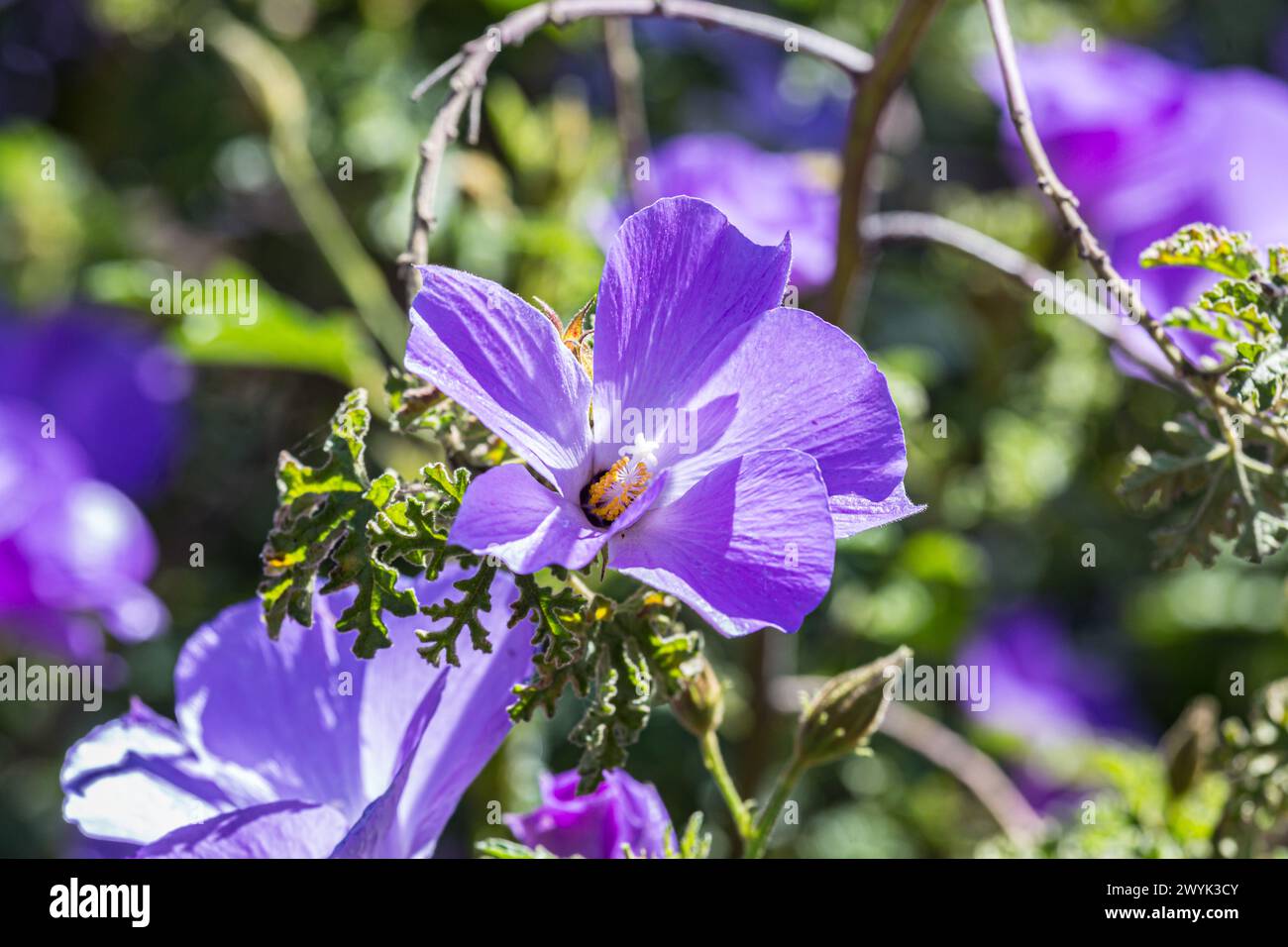 Purple Hibiscus in full bloom in Phoenix, Arizona Stock Photo - Alamy