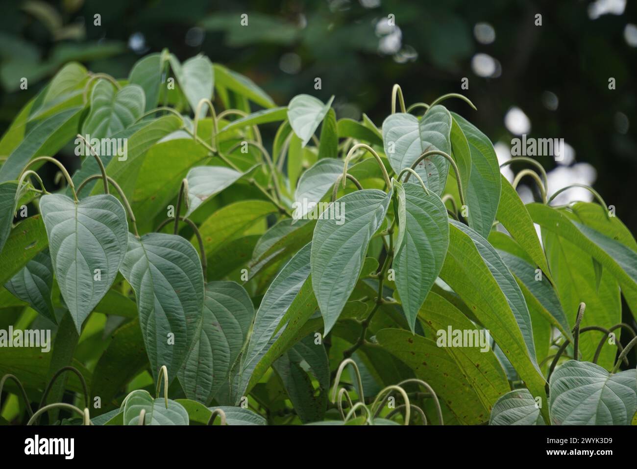 Sirih hutan (sirihan, piper aduncum, spiked pepper, spiked pepper ...