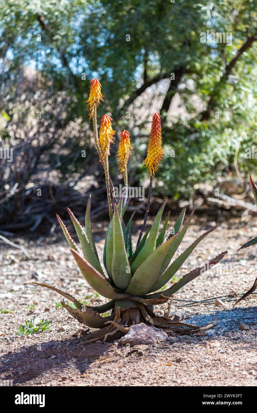 African aloe plant in bloom at the Phoenix Zoo in Phoenix, Arizona ...