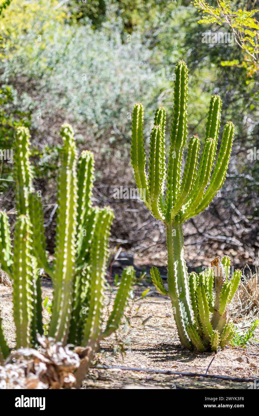 Cactus plants at the Phoenix Zoo in Phoenix, Arizona Stock Photo - Alamy