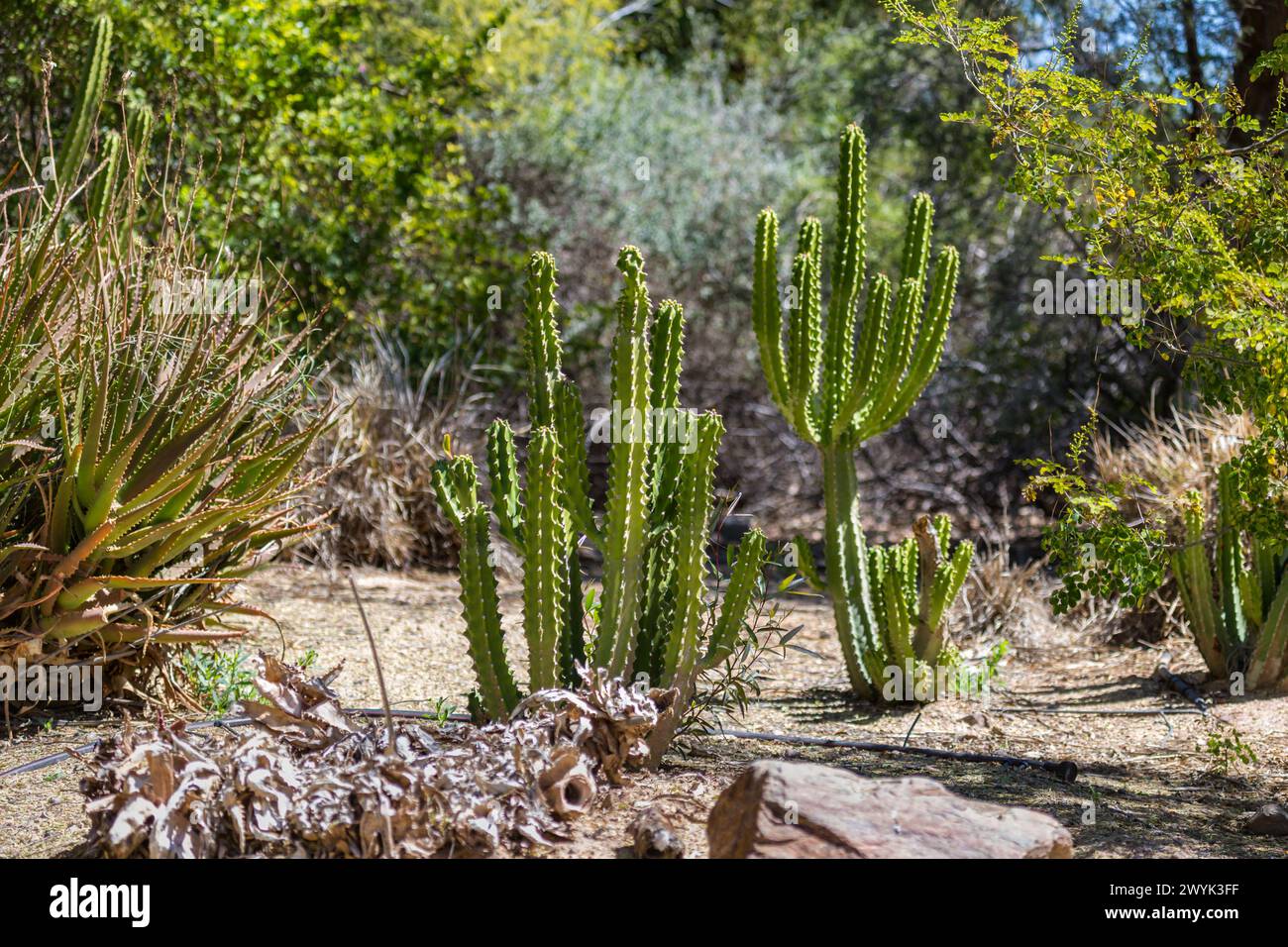 Cactus plants at the Phoenix Zoo in Phoenix, Arizona Stock Photo - Alamy