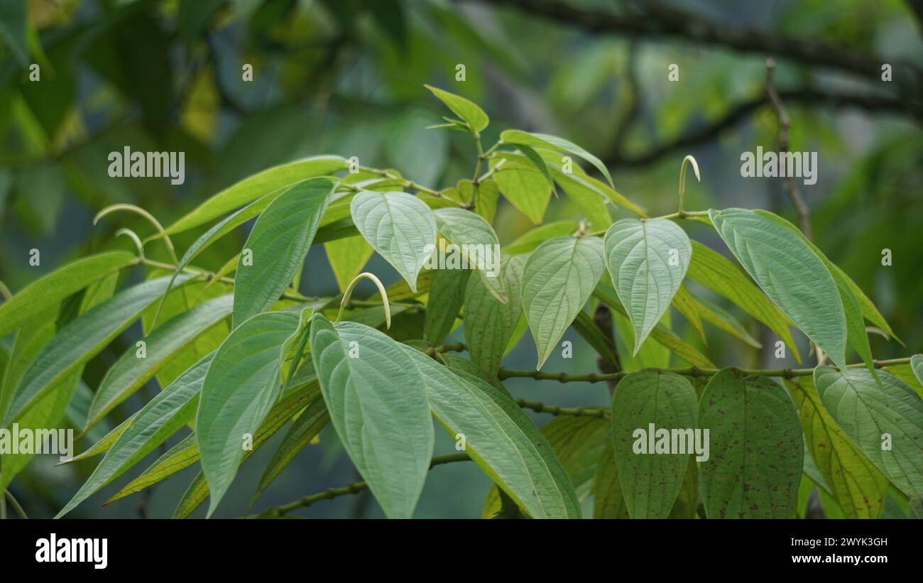 Sirih hutan (sirihan, piper aduncum, spiked pepper, spiked pepper ...