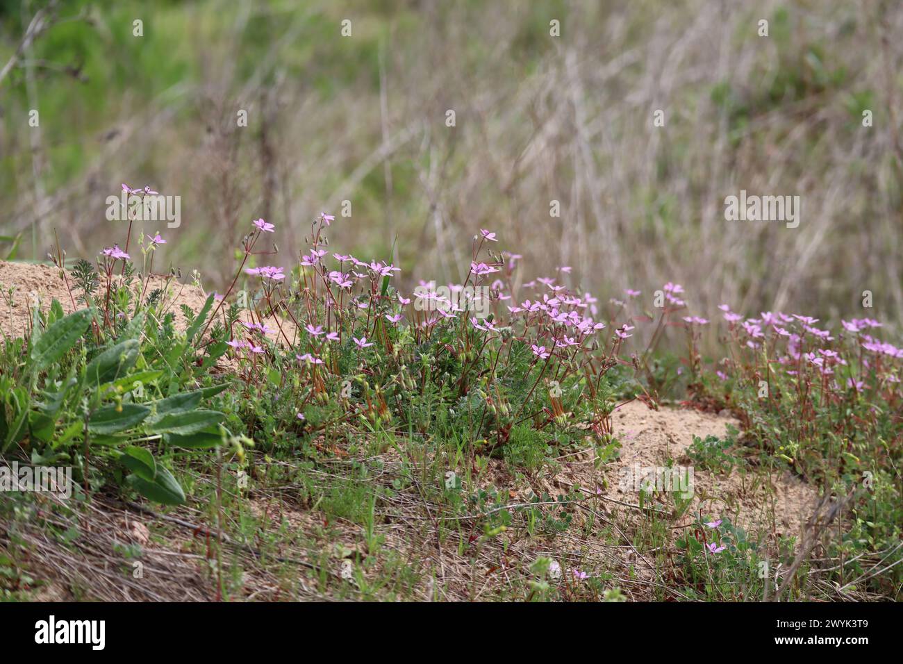 common Storksbill on sandy Ground Stock Photo - Alamy