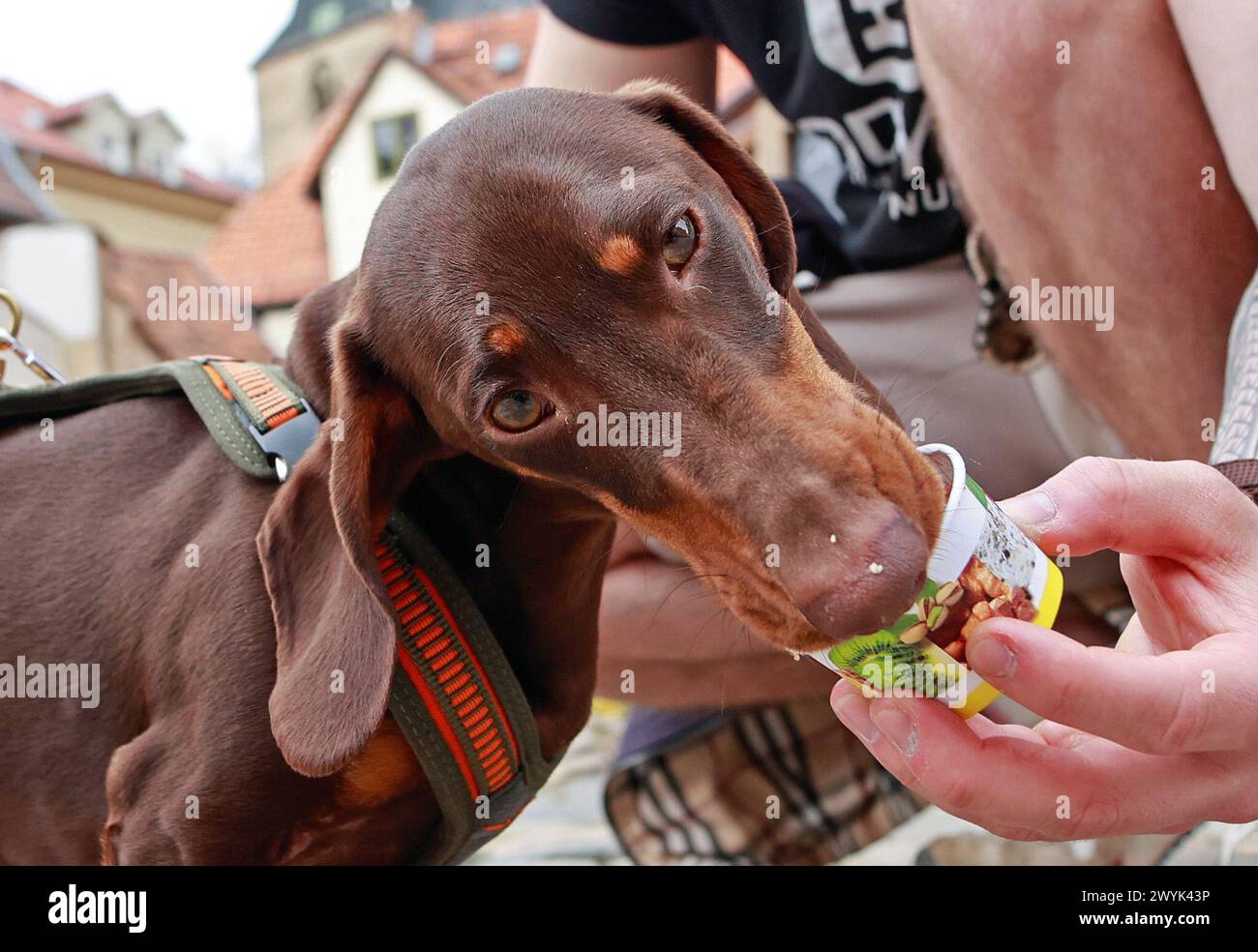 Quedlinburg, Germany. 07th Apr, 2024. Dachshund Rudi gets a portion of ...