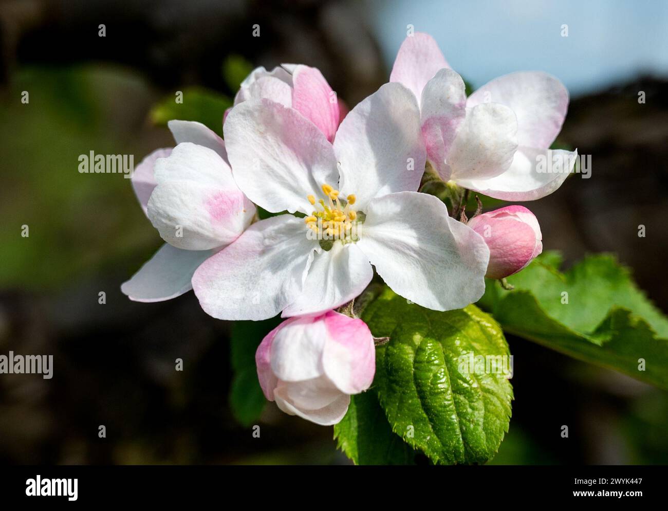 Jork, Germany. 07th Apr, 2024. An apple tree blossoms in the Altes Land ...
