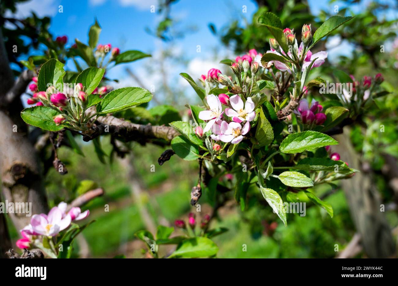 Jork, Germany. 07th Apr, 2024. An apple tree blossoms in the Altes Land ...