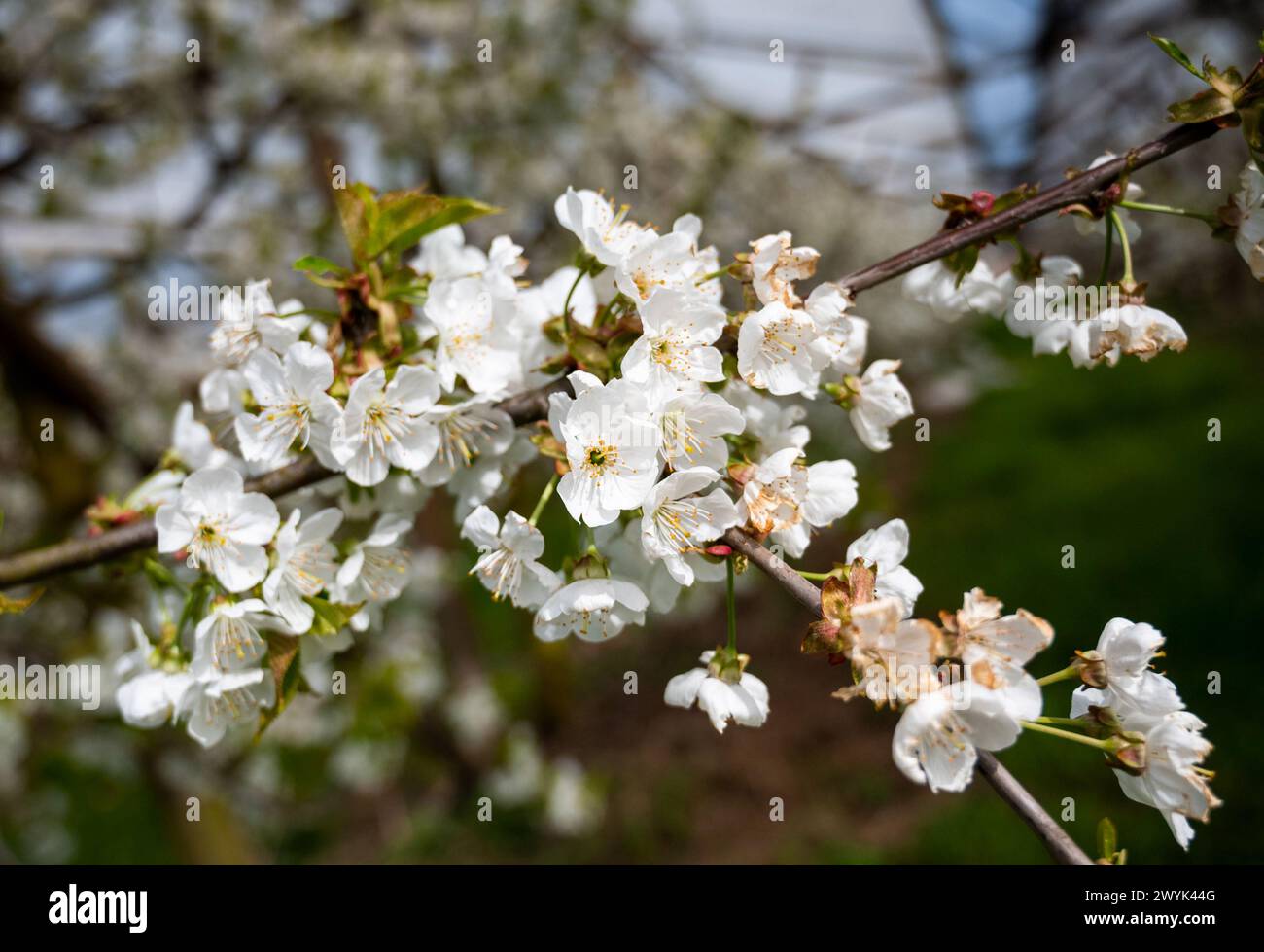 Jork, Germany. 07th Apr, 2024. Cherries blossom in the Altes Land. The ...