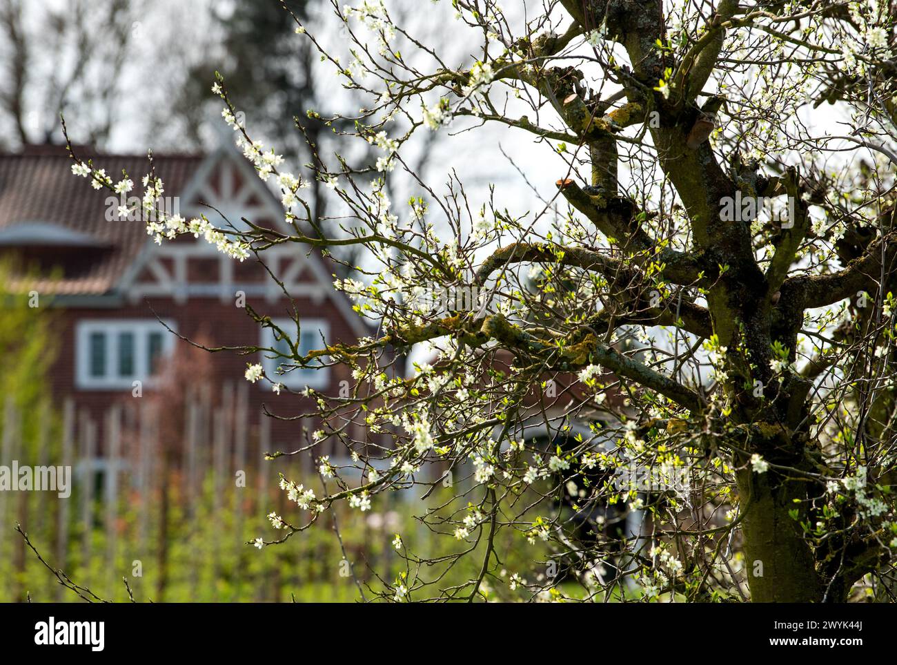 Jork, Germany. 07th Apr, 2024. Cherries blossom in the Altes Land. The ...