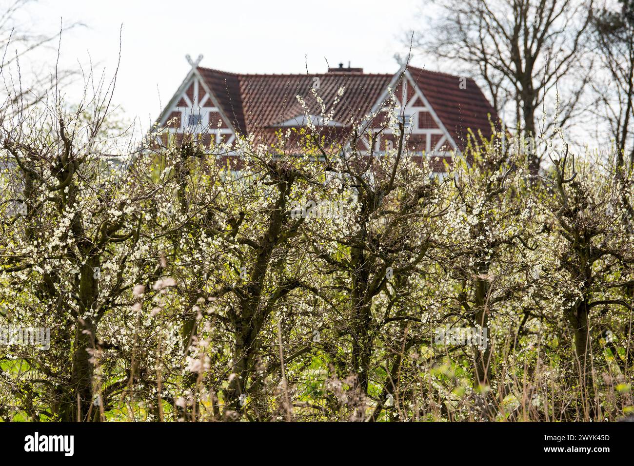 Jork, Germany. 07th Apr, 2024. Cherries blossom in the Altes Land. The ...